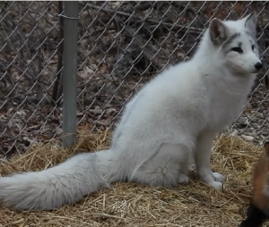 Shalom Wildlife Zoo - Nature Conscious Tourism Initiative